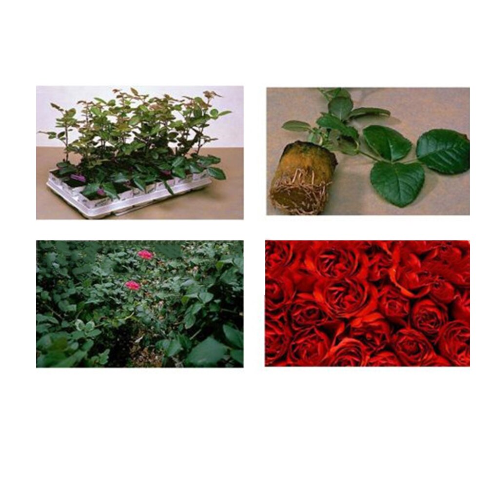 6pcs Planting Media Agricultural 50x50x50mm Mini S... – Grandado