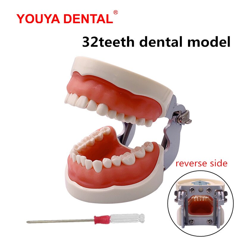 Standard Dental Teeth Model For Dental Technician ... – Grandado