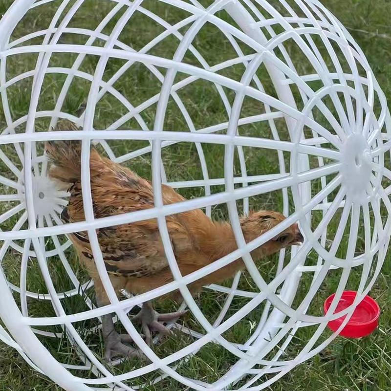 3Pcs/set Safety Spherical Pet Chicken Cage Chicken... – Grandado