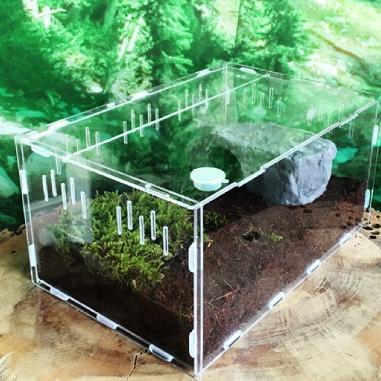 Transparent Acrylic Reptile Box For Spiders Tortoi... – Grandado