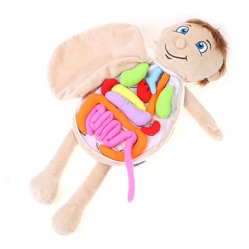 Model Anatomy Doll Human Torso Body Model Anatomy ... – Grandado