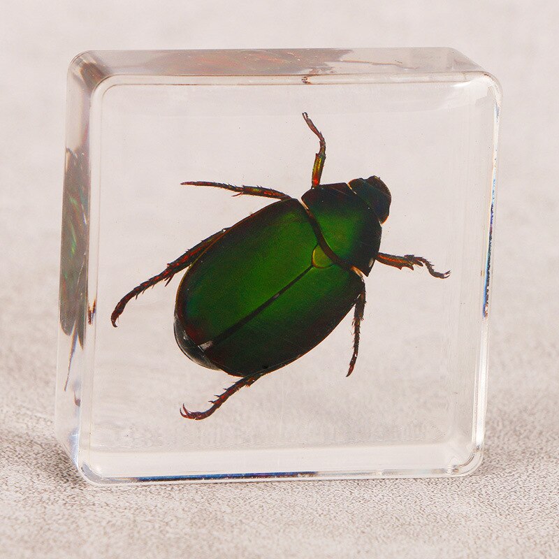 17kinds Real Insect Specimens, Ants, Bees, Cicadas... – Grandado