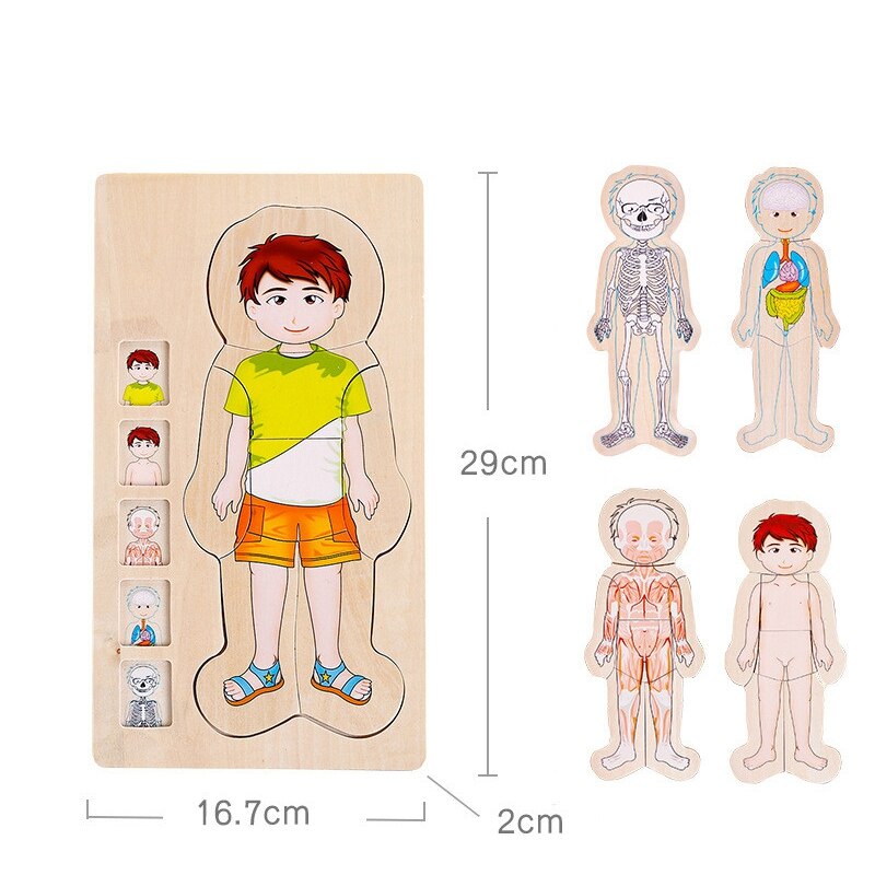 Multi-Layer Wooden Human Puzzles Human Body Struct... – Grandado