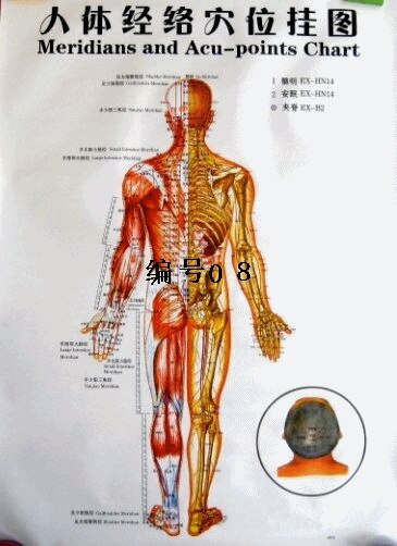 The Human Skeleton Diagram Of Meridian Acupoint Lo... – Grandado
