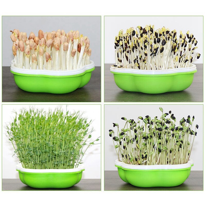 2PCS Erdnuss Sprossen Sprossen Box Bean Sprossen P... – Vicedeal