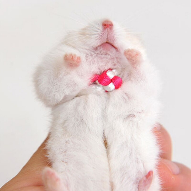 panDaDa Hamster Guinea Pig Leashes Collar Small An... – Grandado