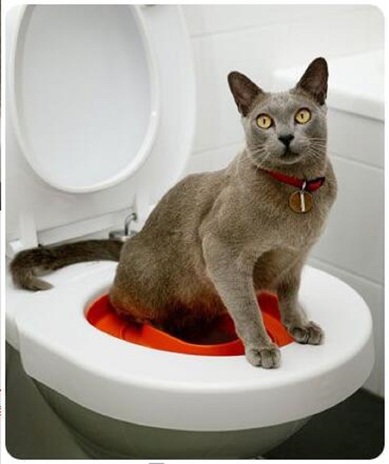 Good Cat Toilet Training Kit Train Pet Cat Use A H... – Vicedeal