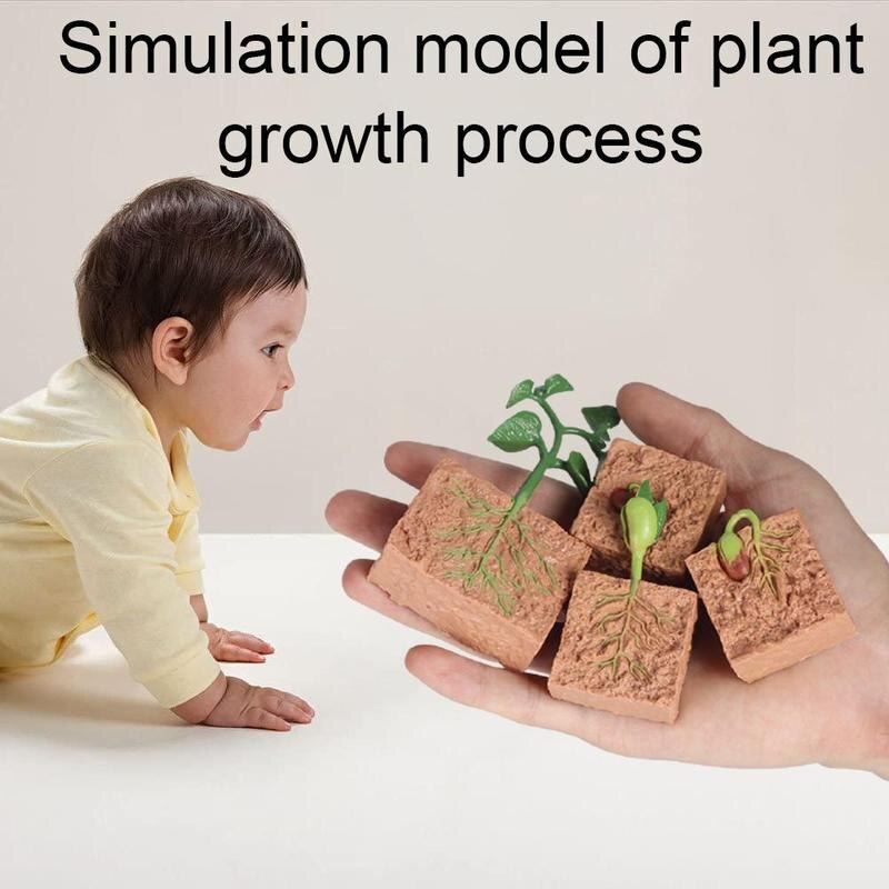 Simulation Plant Model Mini Seed Growth Cycle Toy ... – Vicedeal
