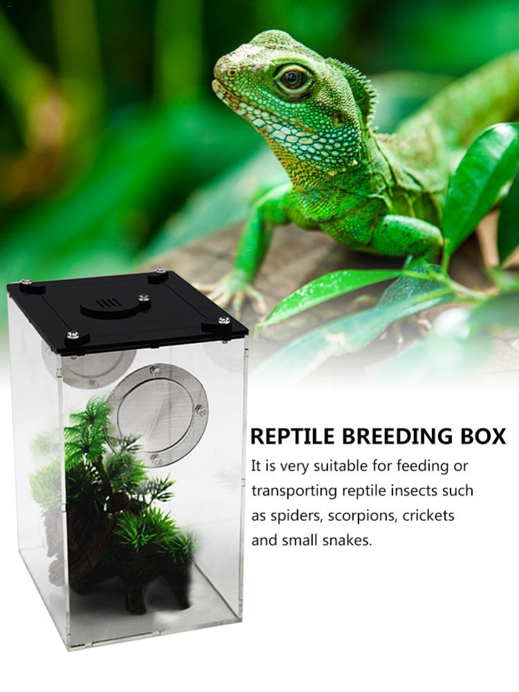Reptile Feeding Box Transparent Panorama Insect Br... – Grandado
