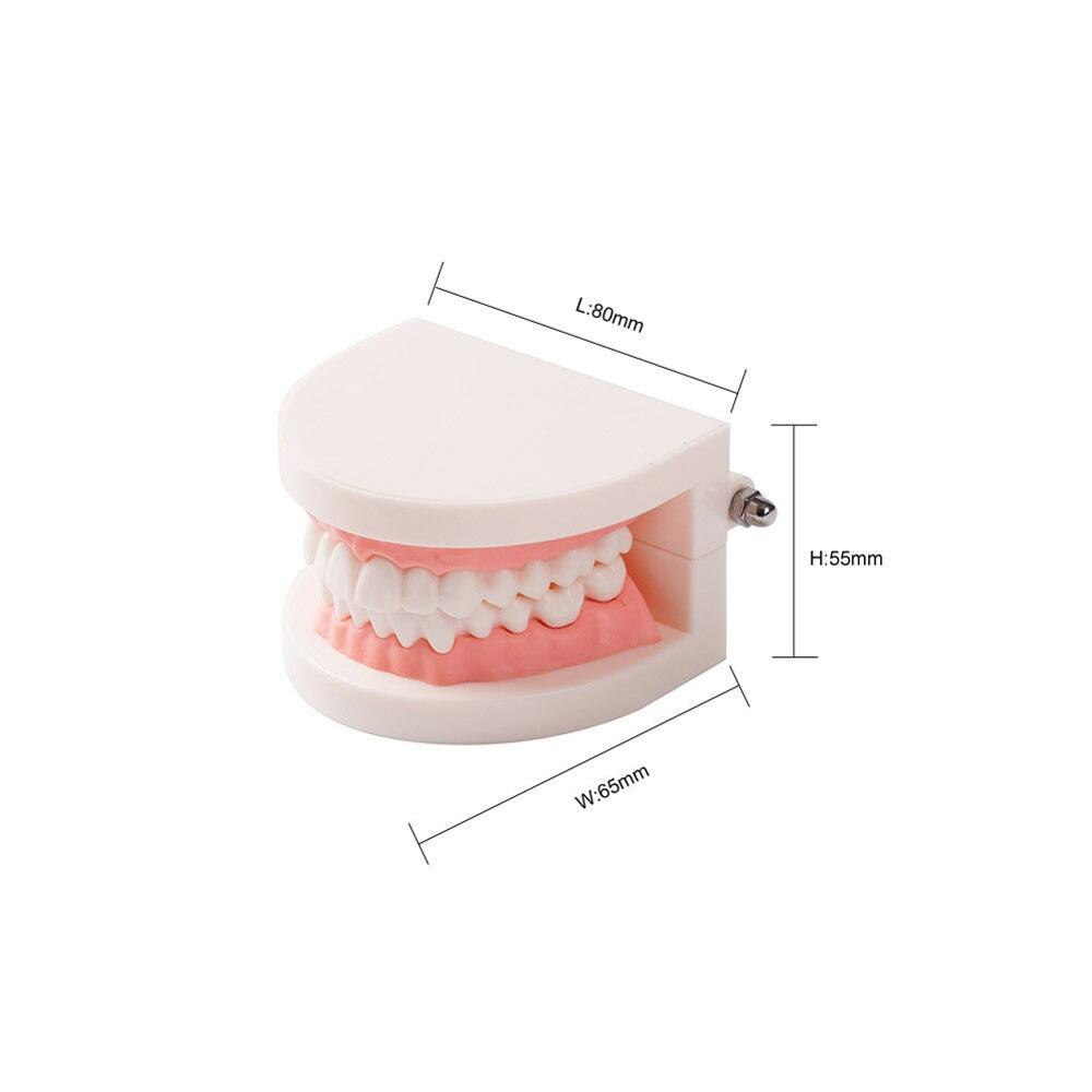 Dental Teeth Model Standard Teaching Learning Prac... – Vicedeal