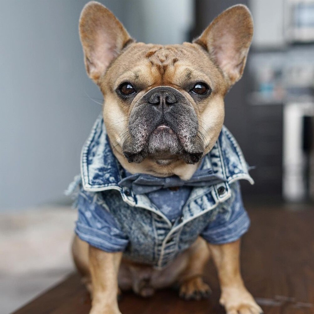 Chaqueta vaquera para perro, ropa de para perro, g... – Grandado