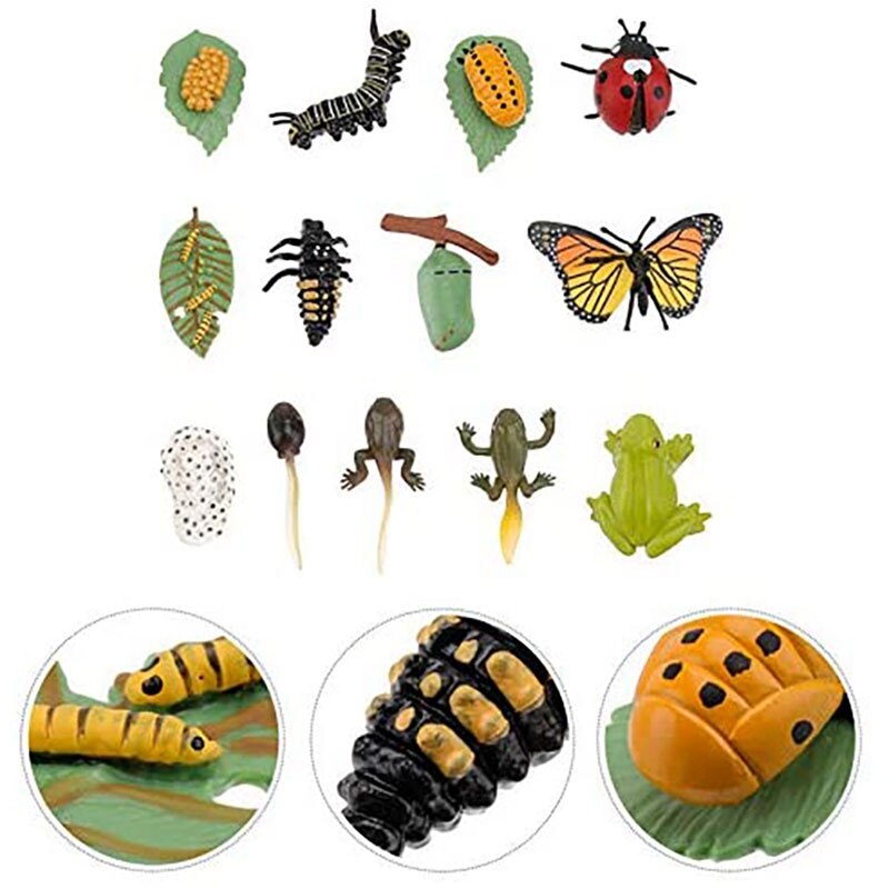 3 Sets Plastic Life Cycle Toys Ladybug Growing Kit... – Vicedeal