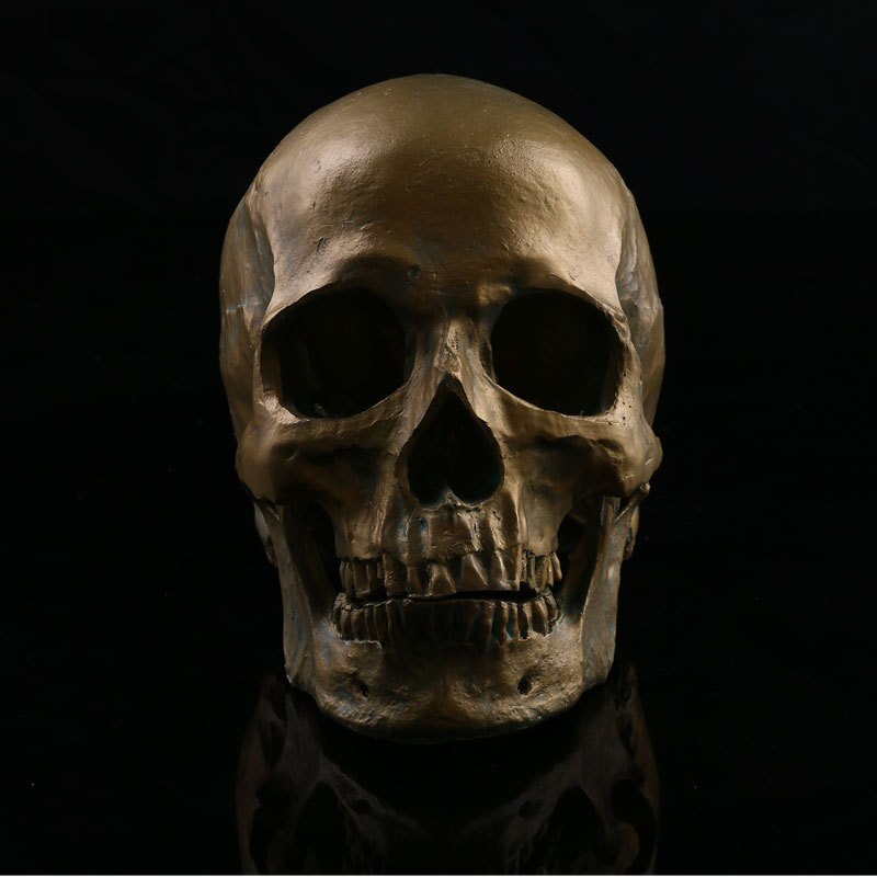 Medische schedel model simulatie hars schedel Hall... – Grandado