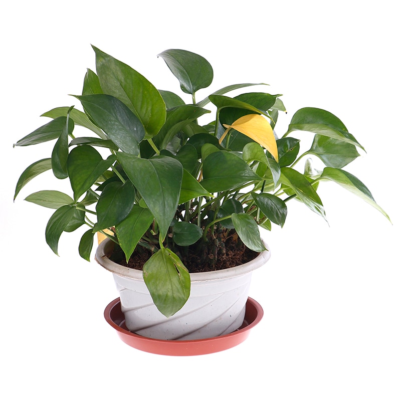 1pcs flower pot tray round base solid color flower... – Vicedeal
