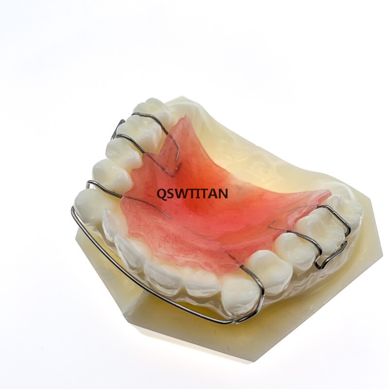 Retainer demo model Maxillary retainer tooth model... – Vicedeal