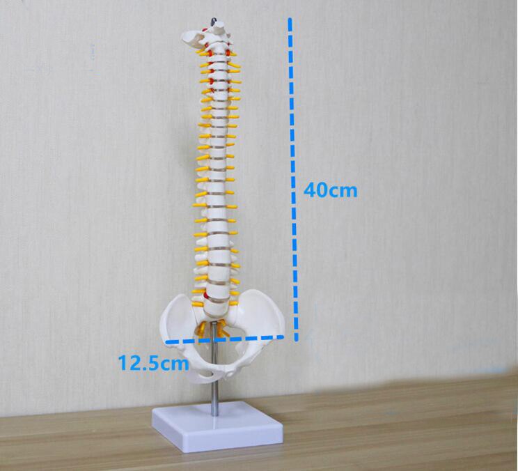 40/45 cm menselijk wervelkolom skelet lumbale/hals... – Vicedeal