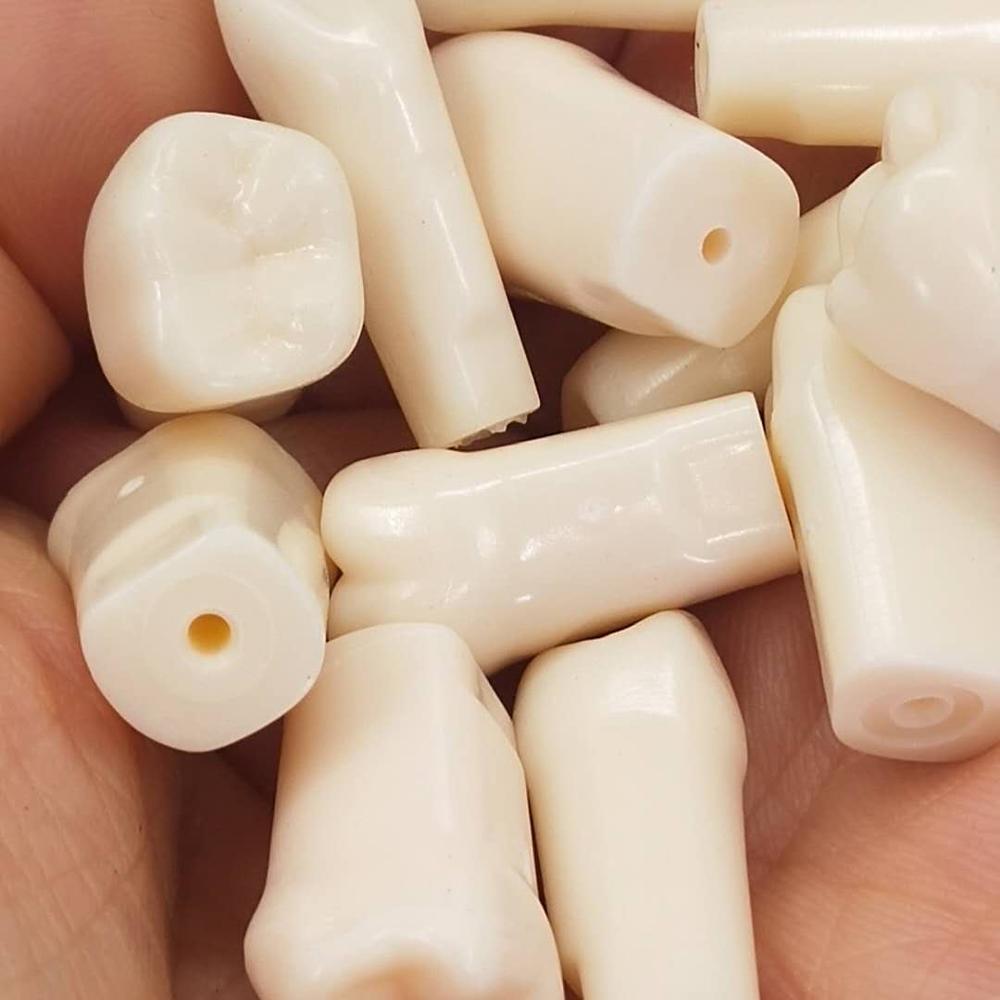 1Set Dental Resin Teeth RCT Practices Pulp Cavity ... – Vicedeal