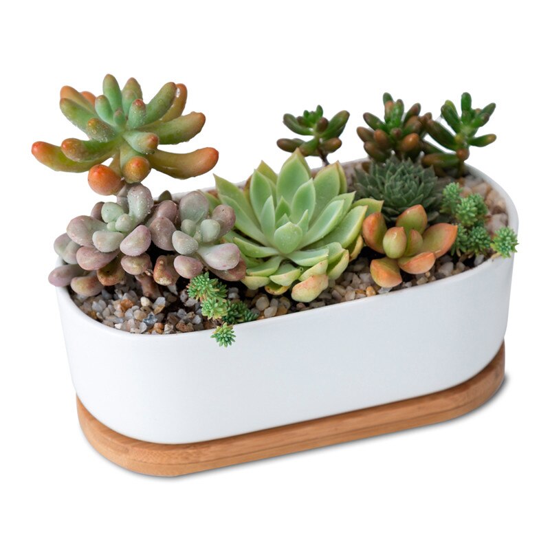 Oval White Ceramic Succulent Flowerpots Green Succ... – Grandado