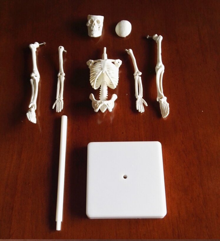 20Cm Human Bone Montage Model Menselijk Skelet Mod... – Vicedeal