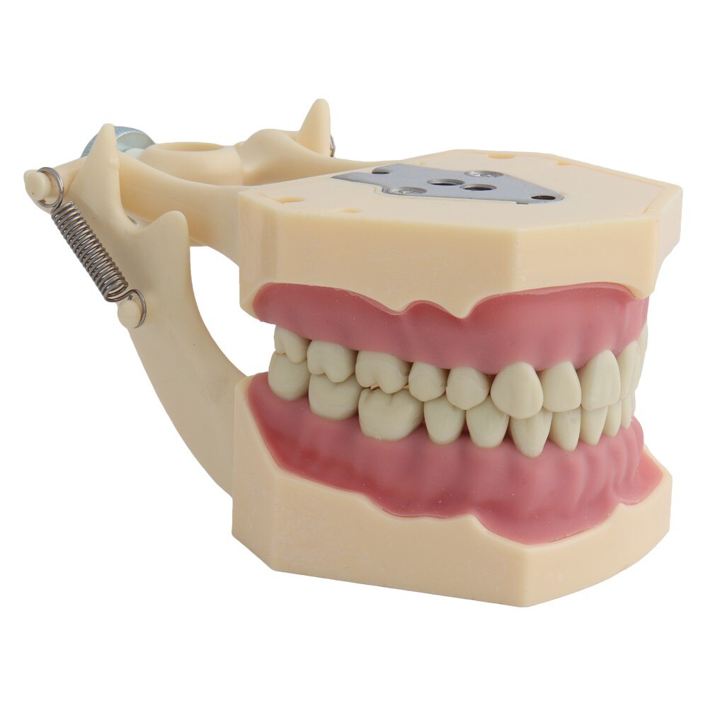 Dental Model Teeth Model Fit Frasaco Dental Teachi... – Grandado