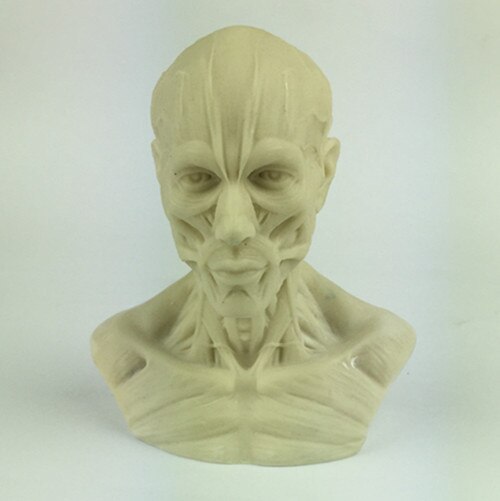 Human head muscle model carved ferrite still life ... – Grandado