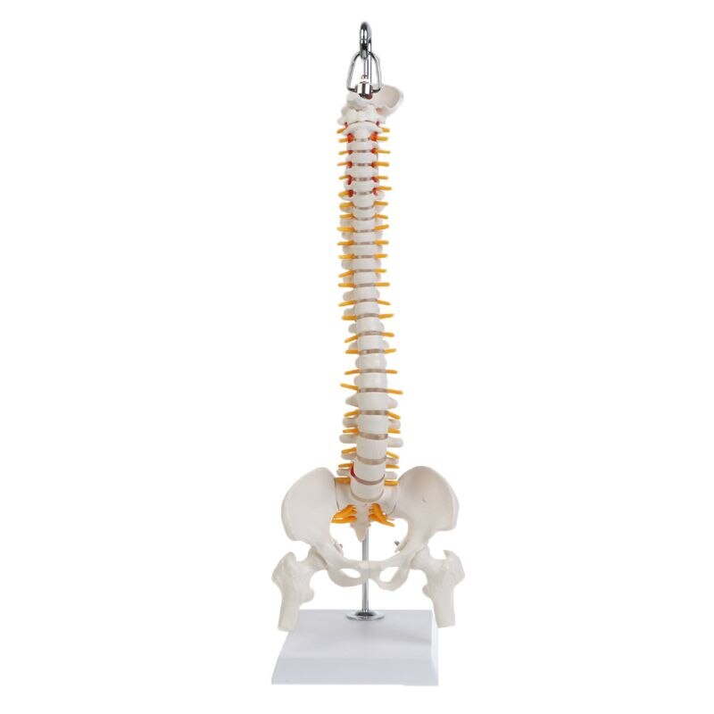 45cm Flexible Human Spinal Column Vertebral Lumbar... – Grandado