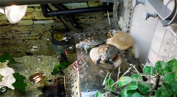 Acrylic hanging Turtle Floating Island Aquarium Decoration The Tortoise ...