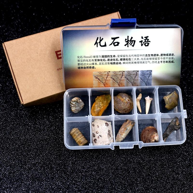 Natuurlijke 10 Soorten Fossielen Van Oude Dieren D... – Vicedeal