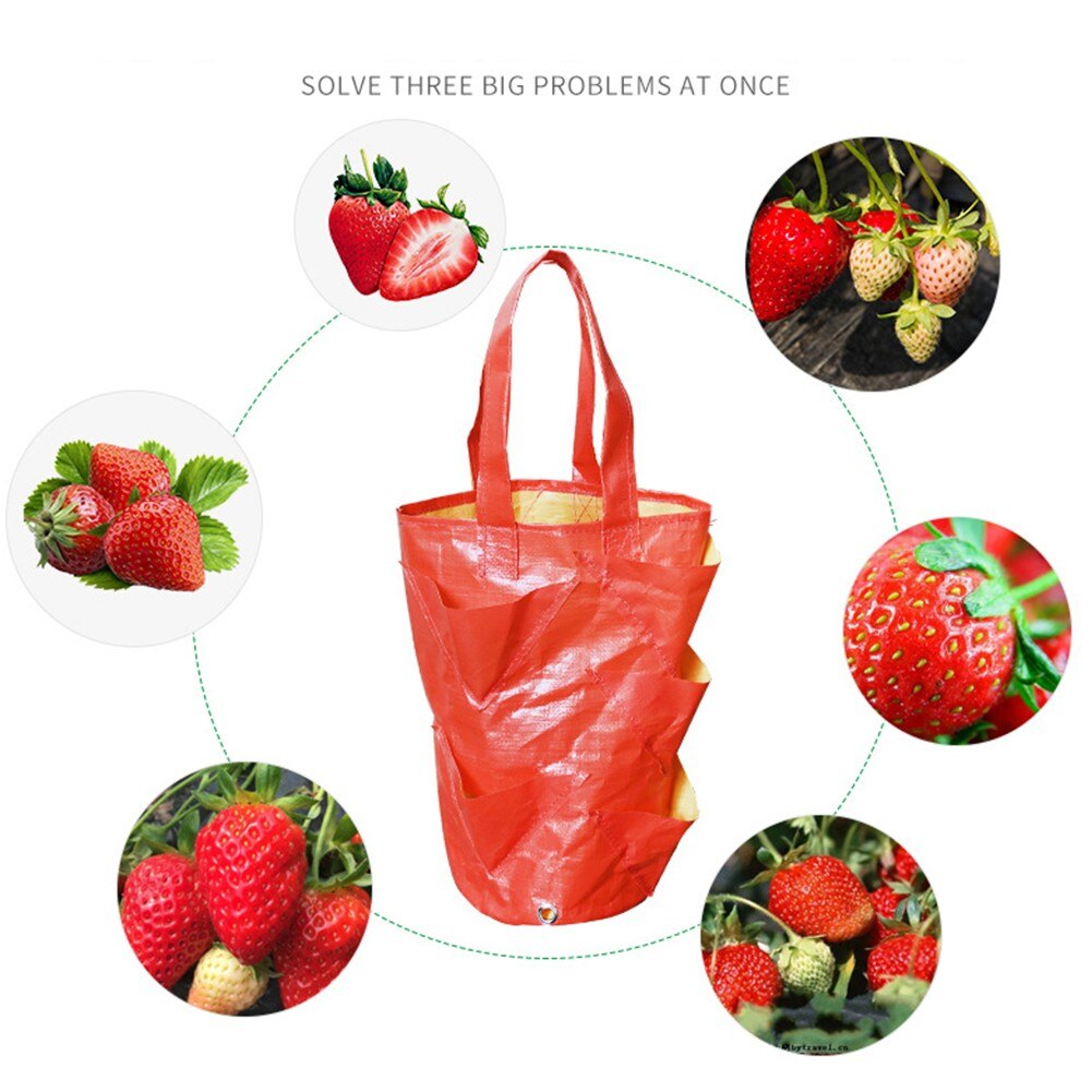 Bolsa de cultivo multiboca PE para cultivo de fres... – Grandado