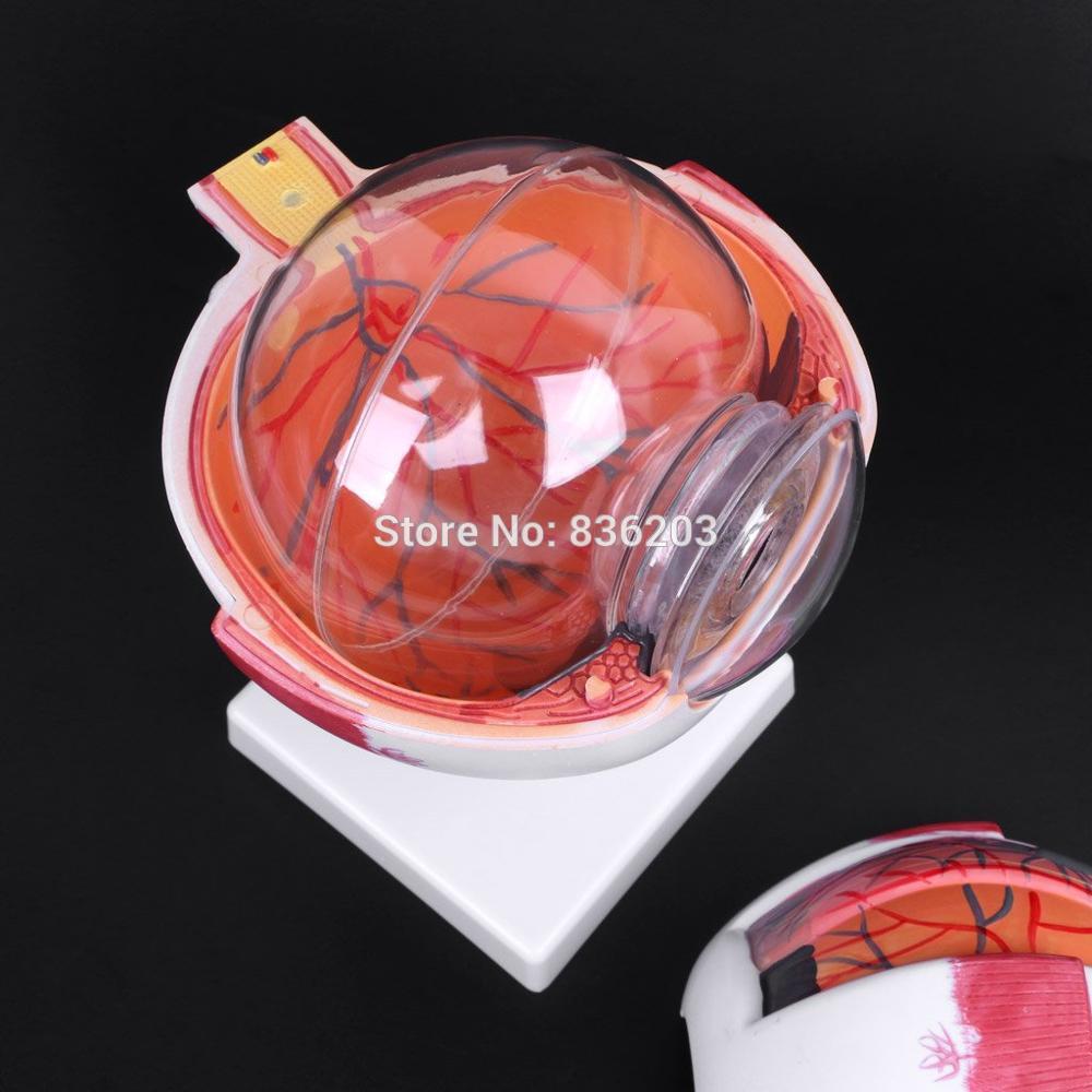 3 keer 6 onderdelen Vergroot menselijk oogbol anat... – Vicedeal