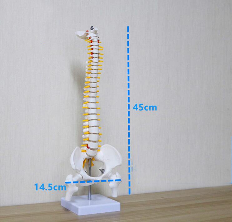 40/45 cm menselijk wervelkolom skelet lumbale/hals... – Vicedeal