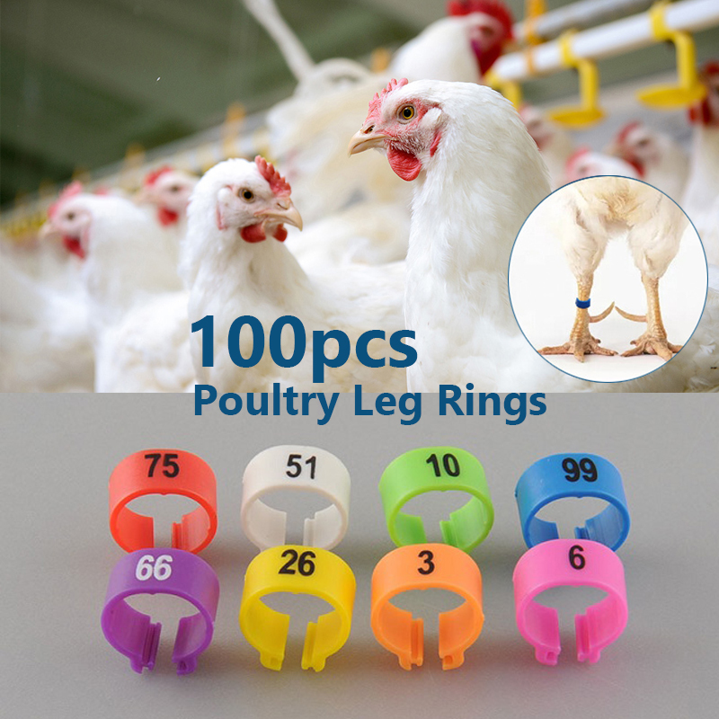 100Pcs 10.5mm Poultry Leg Bands Bird Pigeon Parrot... – Vicedeal