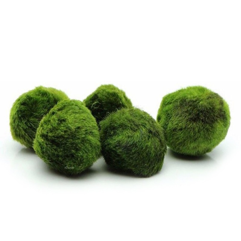 Aquatic Aquarium Landscape Real Grass Live Mousse ... – Vicedeal