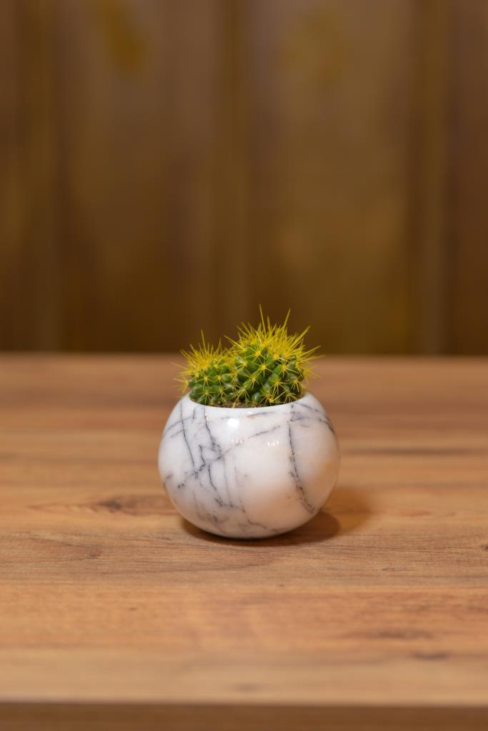 Special White Marble Flower Pot Yellow Cactus – Vicedeal