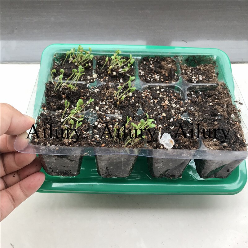 9-hole/12-hole transparent grid nursery box, plast... – Vicedeal