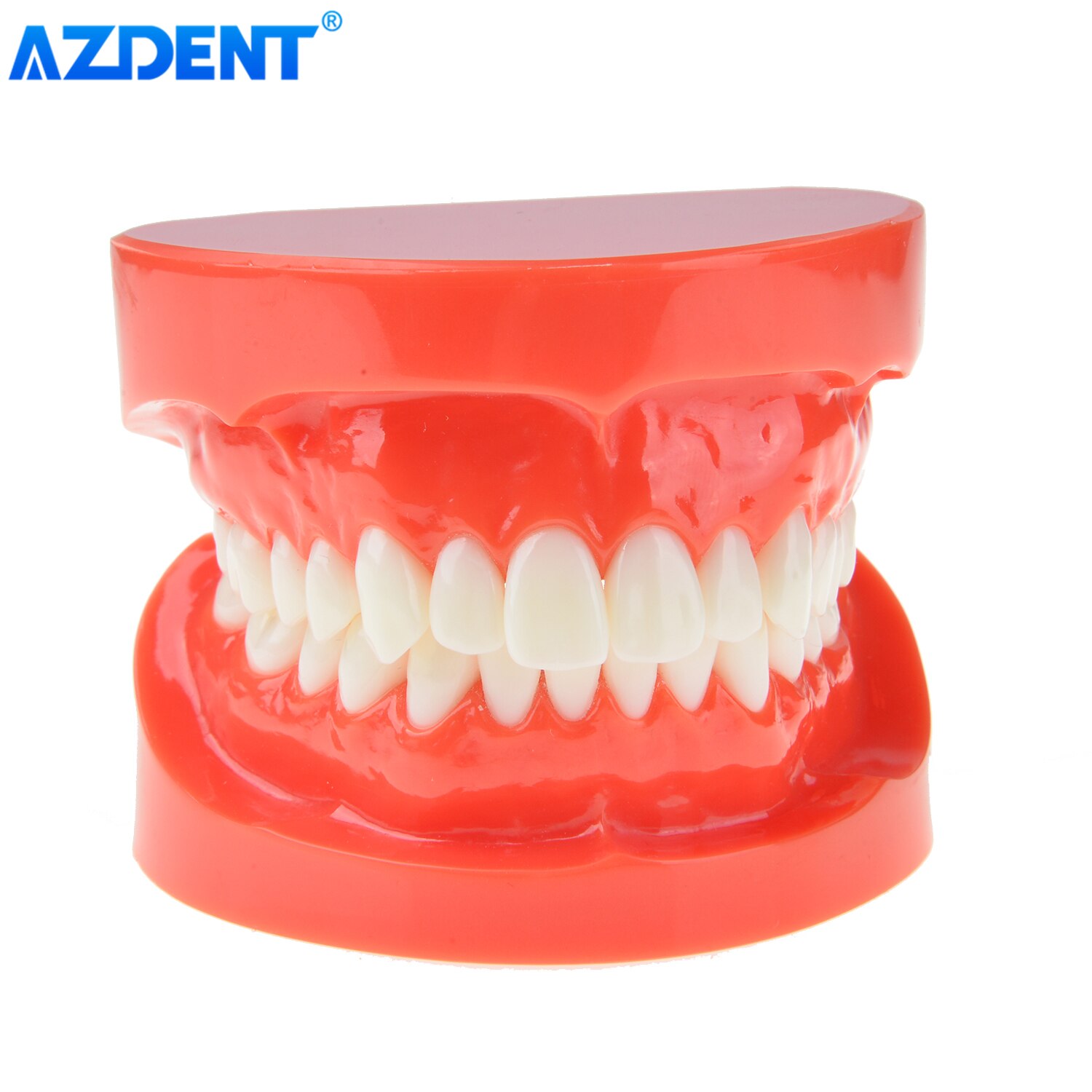 AZDENT Dental Study Teaching Tooth Standard Teeth ... – Grandado
