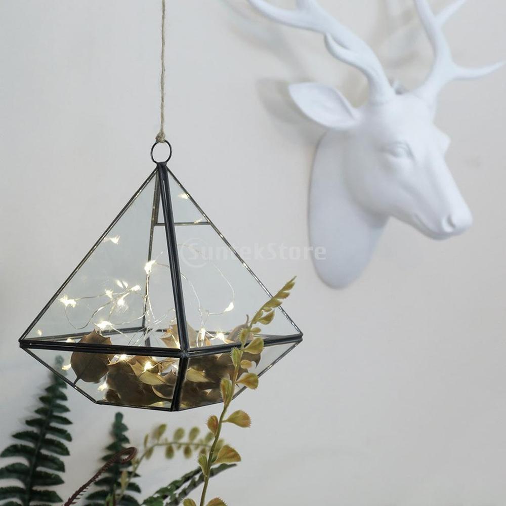 Glass Succulent Terrarium Box Air Plant Fern Moss ... – Grandado