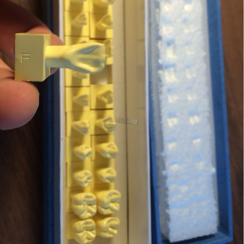 Dental model permanent tooth model with basic teet... – Vicedeal