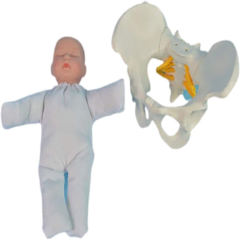Vrouwelijke Bekken Bevalling Model Mini Vrouwelijk... – Vicedeal