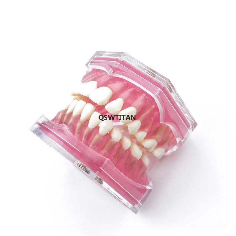 Dental Study Teaching teeth Model Standard Model R... – Grandado