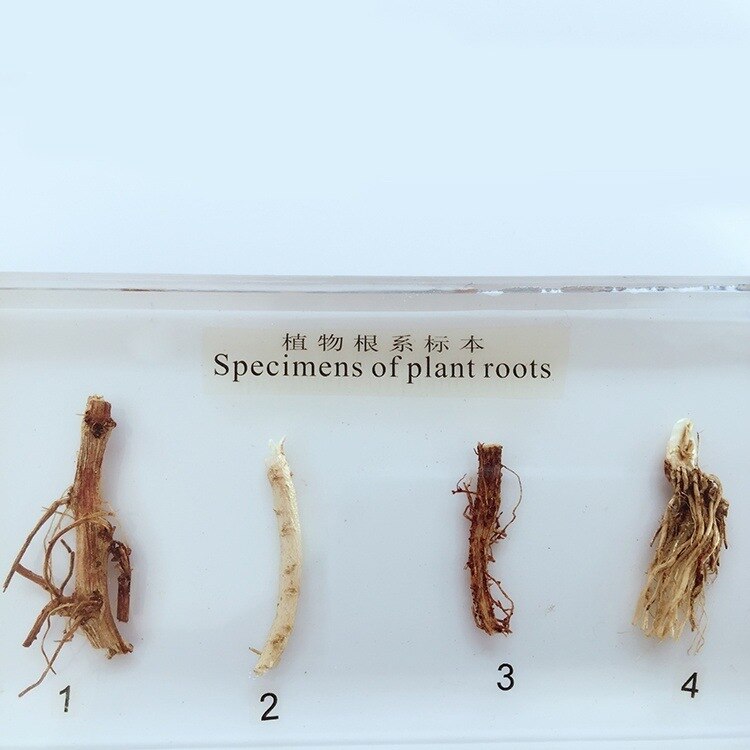 4 Kinds of Plant Roots Embedded Specimen Plant Roo... – Vicedeal
