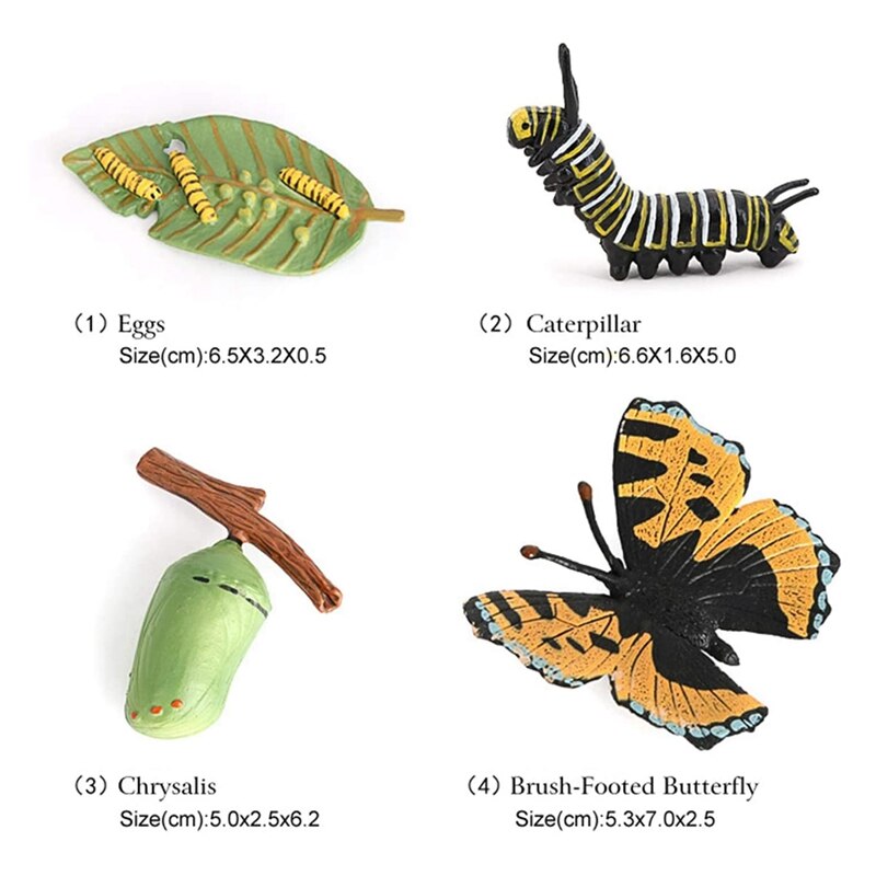 Life Cycle Of A Butterfly,Insects Life Cycles Grow... – Grandado