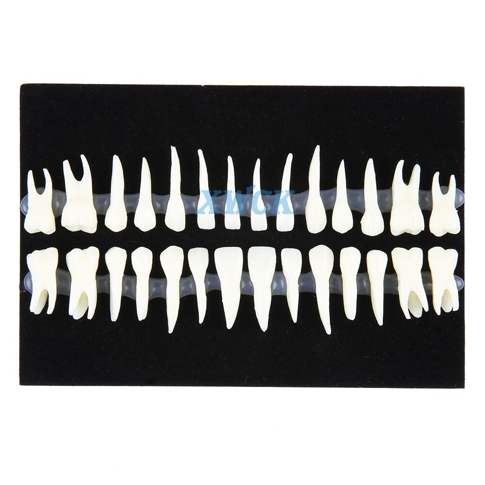 28 full mouth tooth model dental oral monochrome p... – Grandado