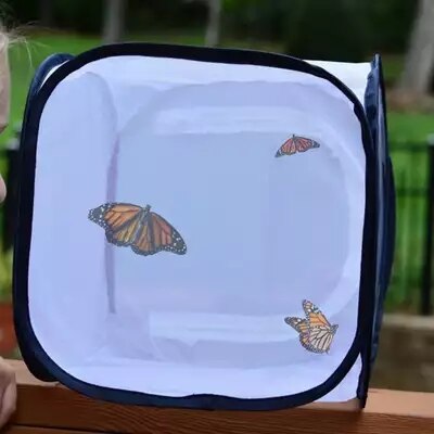 Praying mantis cricket insect Living Mantis egg sh... – Vicedeal