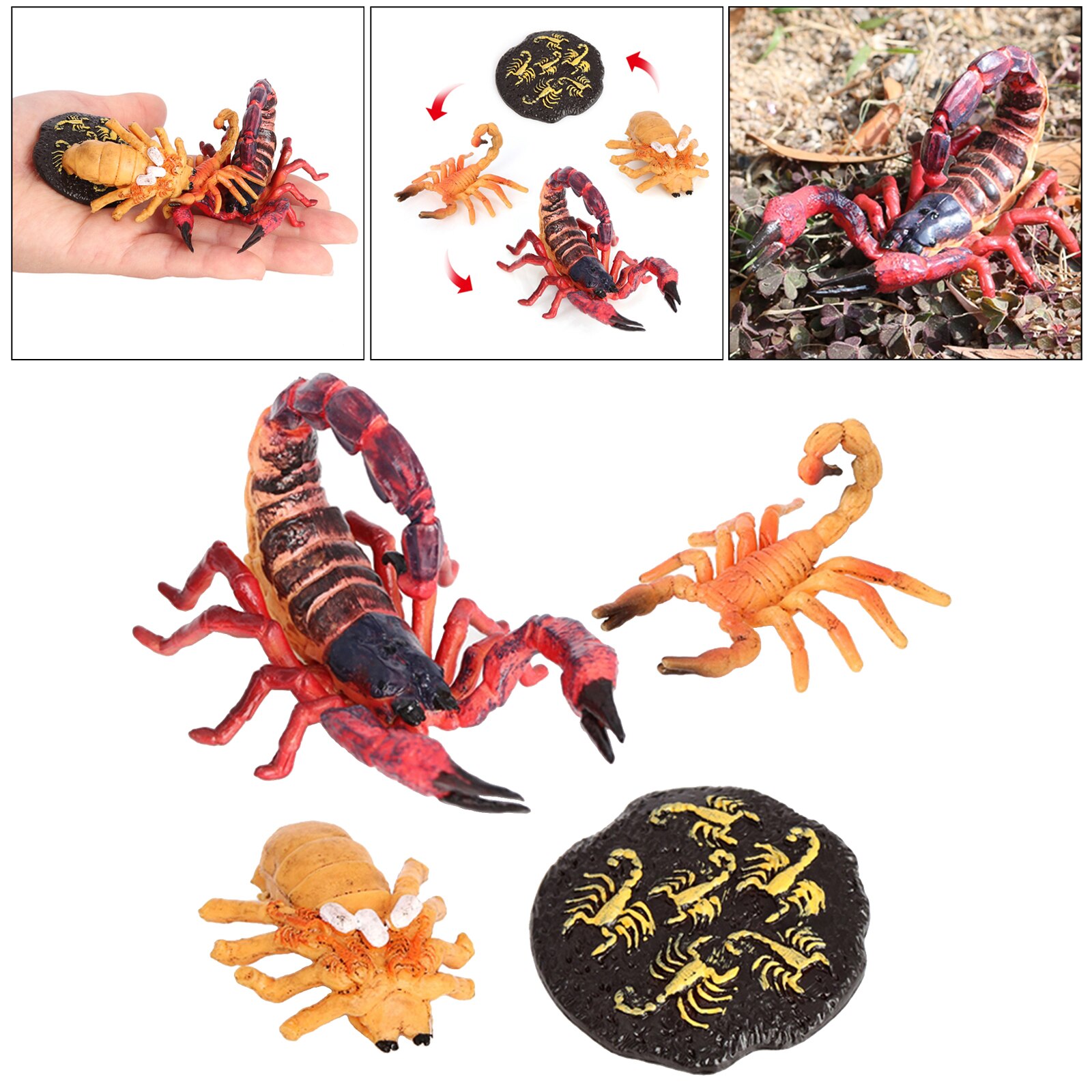 Scorpion Life Cycle Red Plastic Toy Model Animal D... – Grandado