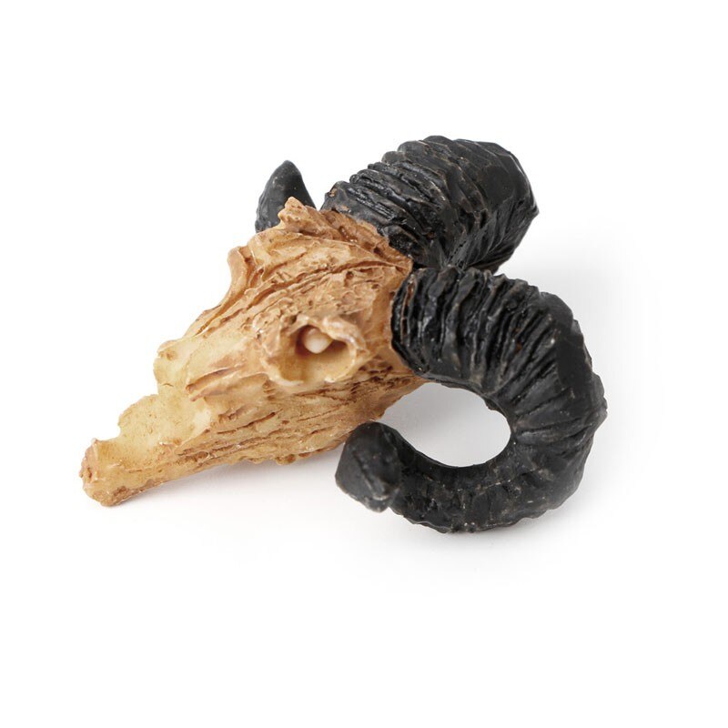 Aquarium Artifical Rhino Sheepshead Resin Skull Te... – Grandado