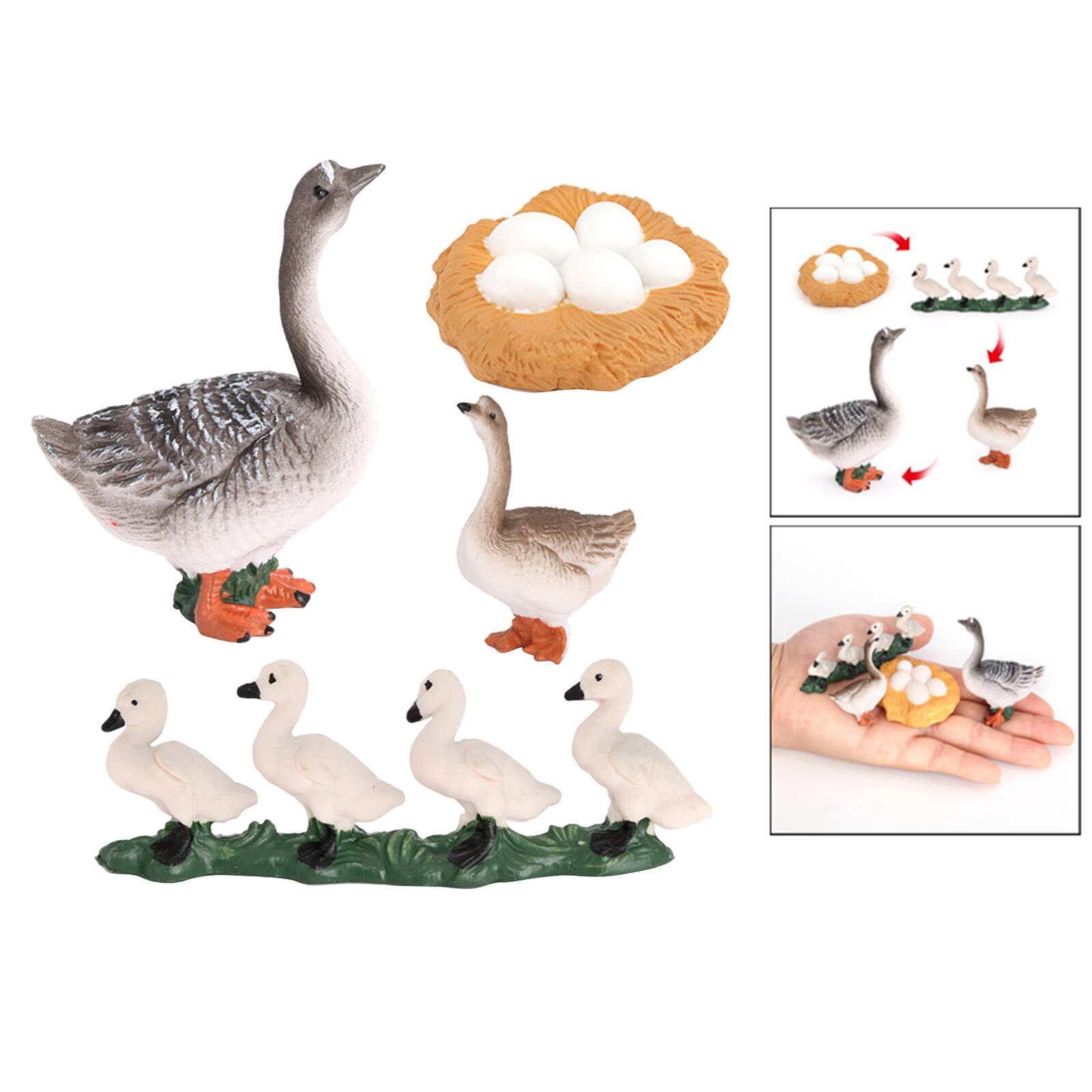 Nature Growth Cycle Model Toys Life Cycle of Goose... – Grandado