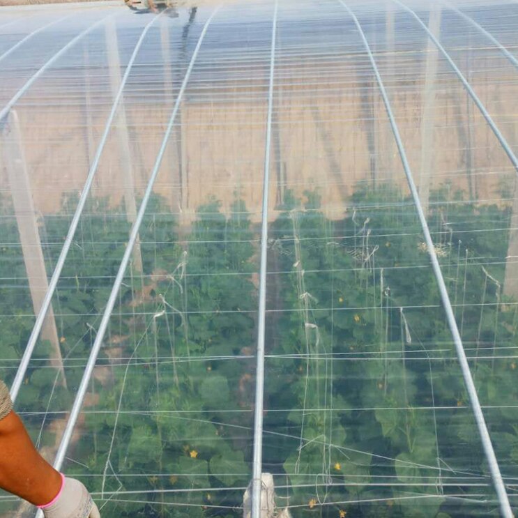 Tuinieren Beschermen Planten Transparante Groente ... – Grandado