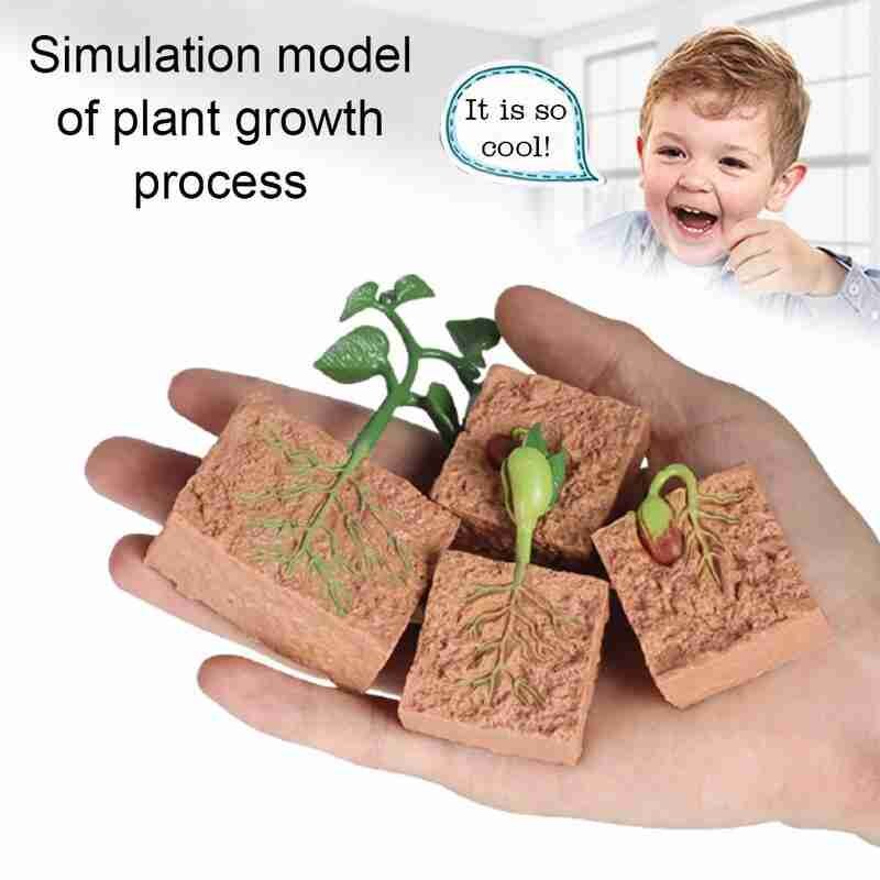 Simulation Plant Model Mini Seed Growth Cycle Toy ... – Vicedeal