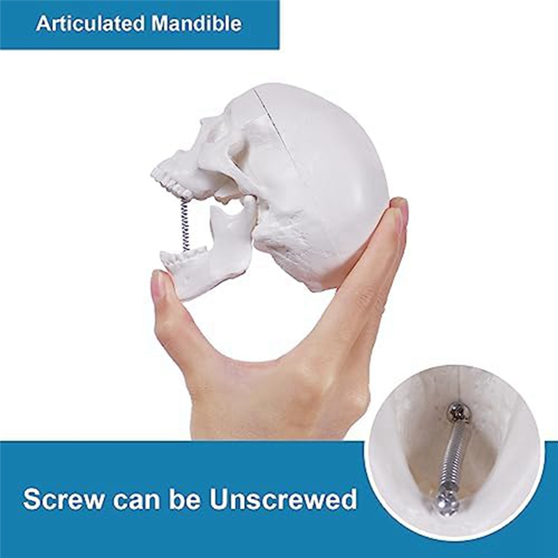 ABCD Mini Human Skull Model, 3 Parts Anatomical Sk... – Grandado